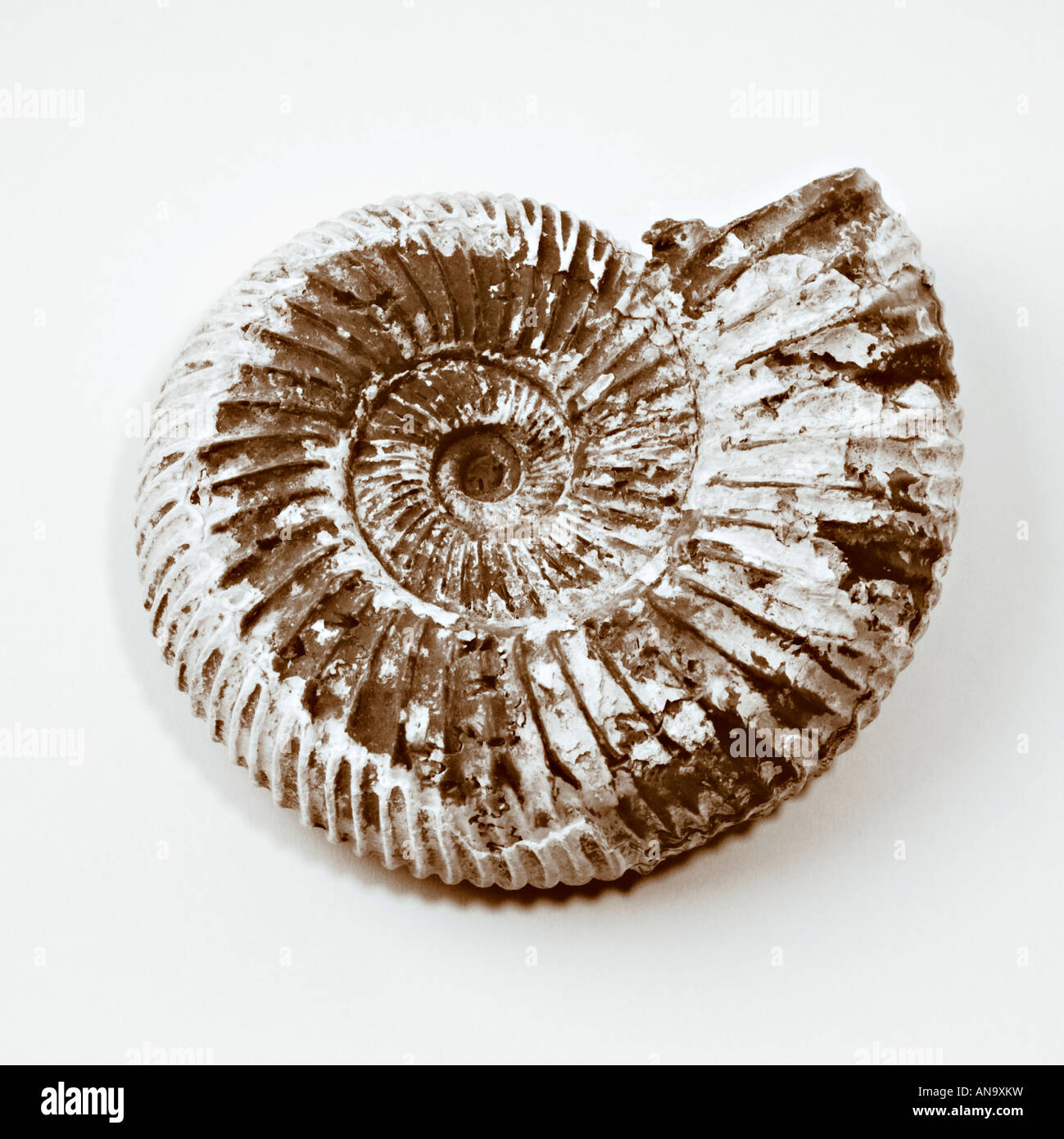 Ammonite Fossil Banque d'image et photos - Alamy