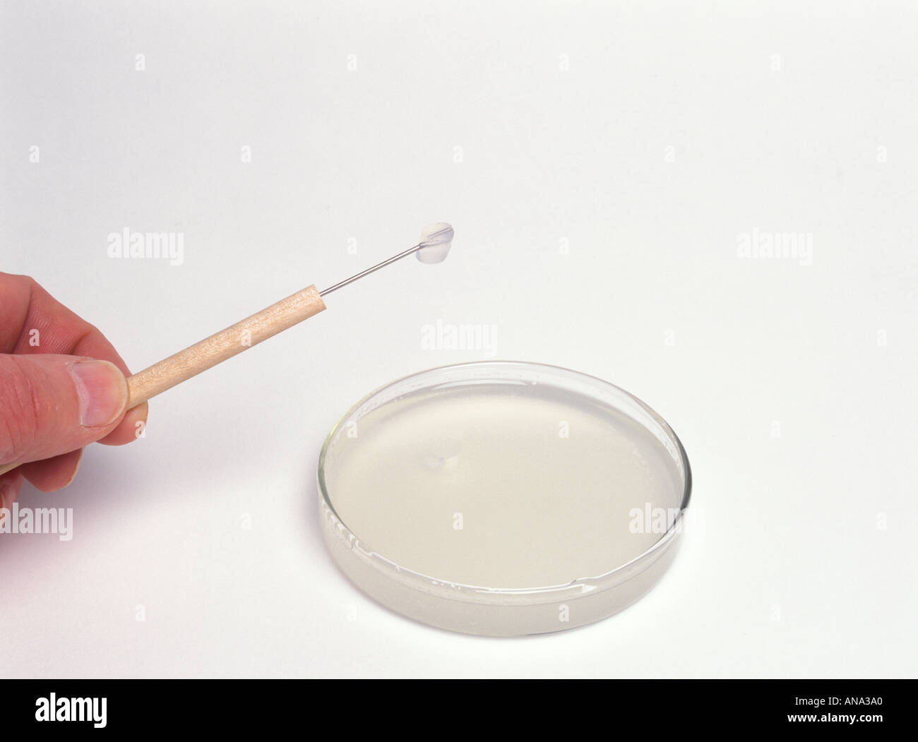 Cutting plug agar cork borer Banque de photographies et d’images à ...