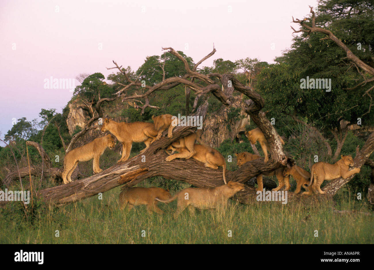 Arbre avec des lions Banque de photographies et d’images à haute ...