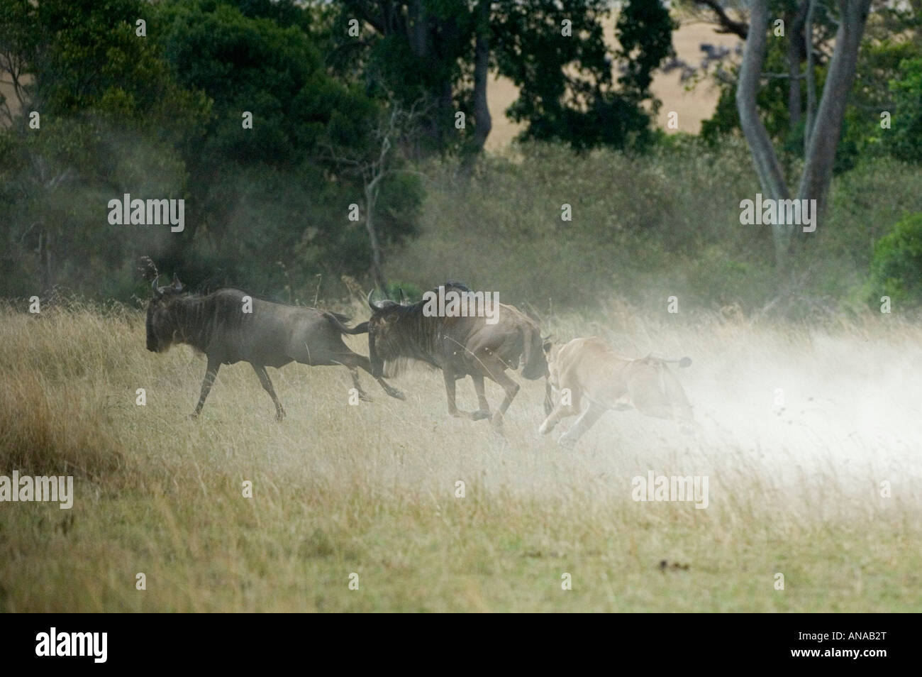 Lionne chasse gnou Banque de photographies et d’images à haute résolution - Alamy