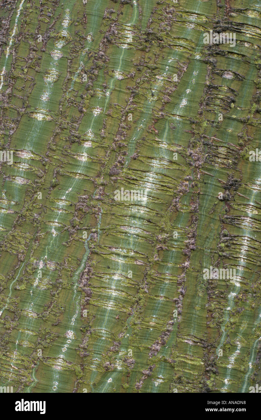 Acer rufinerve Banque de photographies et d’images à haute résolution ...