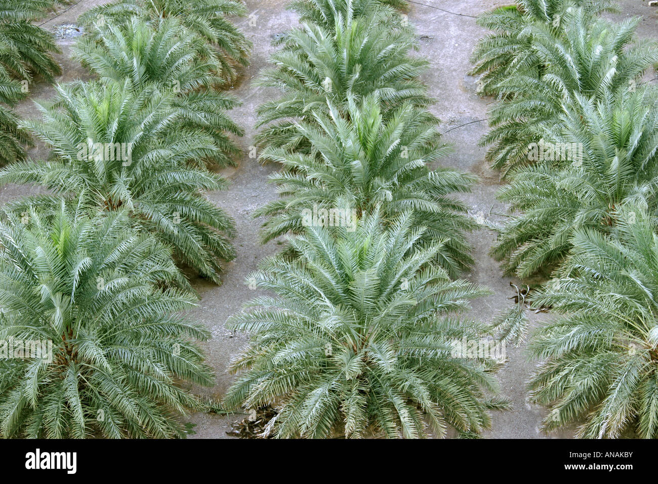 Palmier dattier (Phoenix dactylifera), oasis de palmiers, Oman Photo ...
