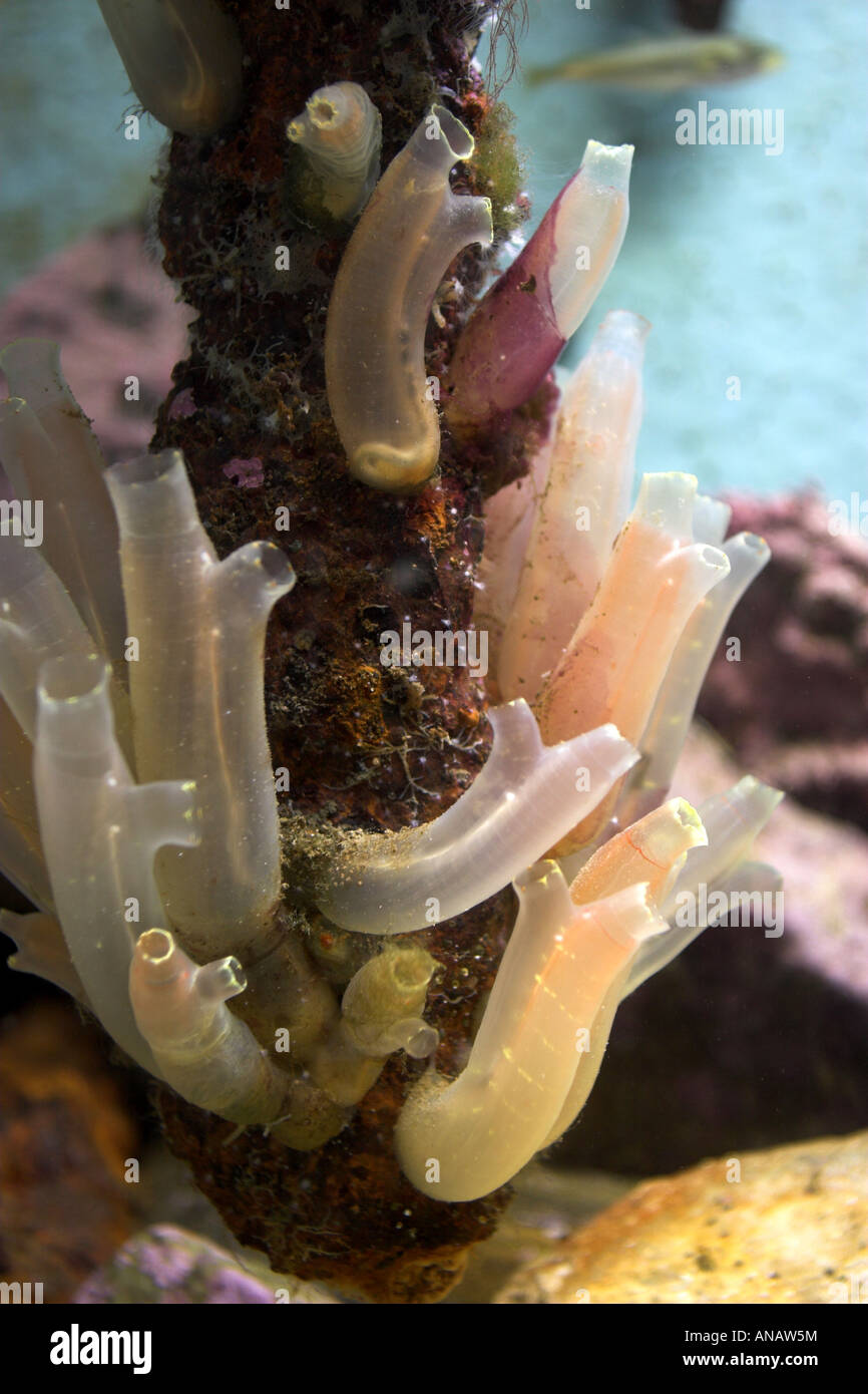 Ciona intestinalis Banque de photographies et d’images à haute ...