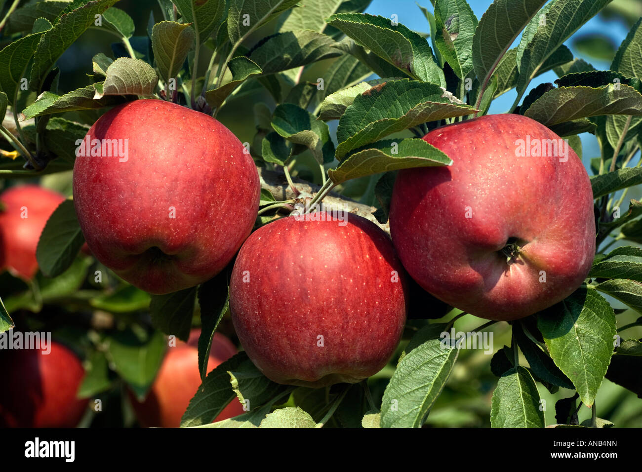 Producteur de pommes Banque de photographies et d’images à haute ...