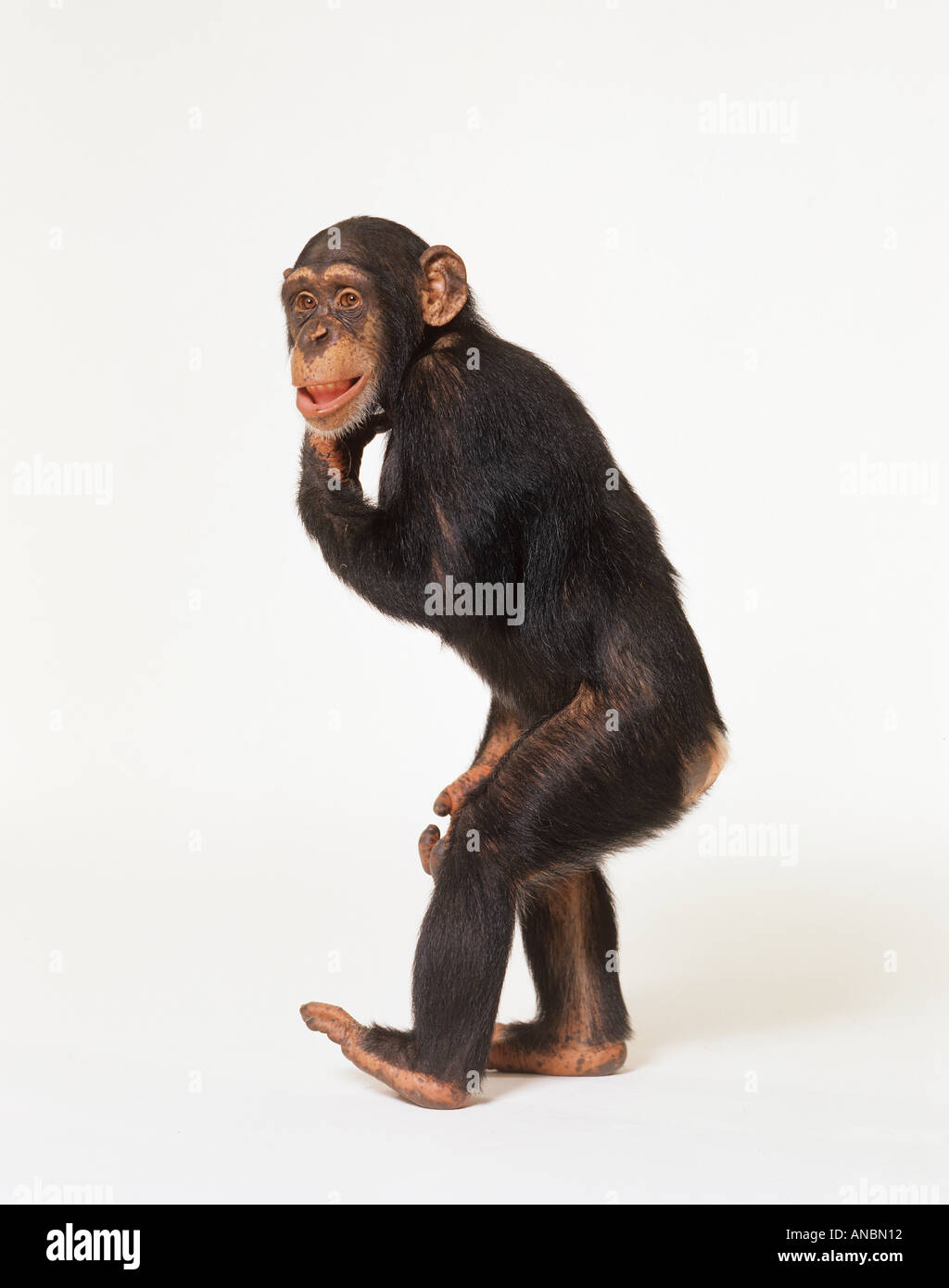 Ape chin Banque de photographies et d’images à haute résolution - Alamy
