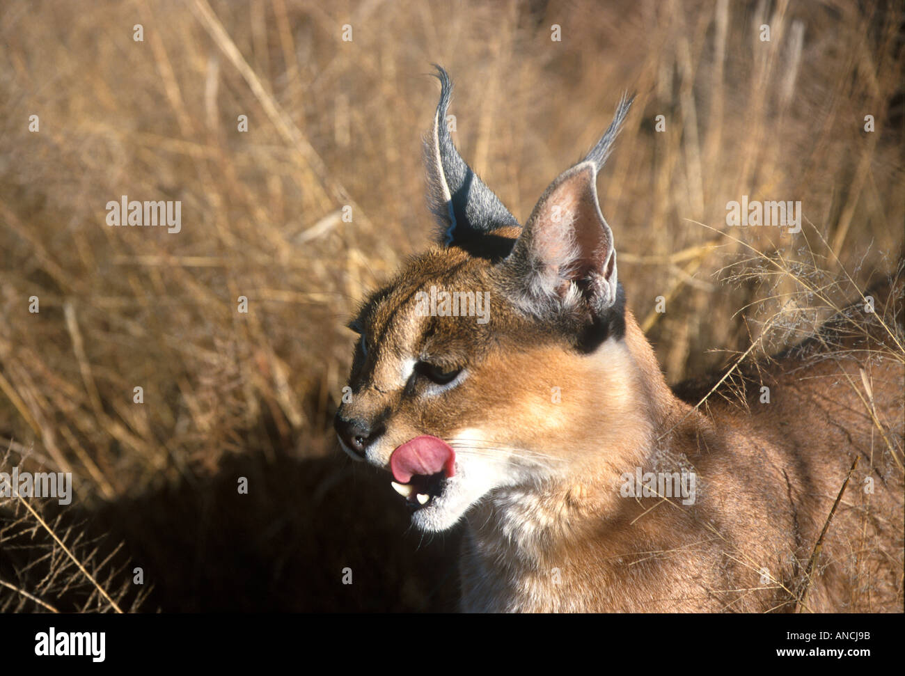 Caracals de lynx Banque de photographies et d’images à haute résolution ...