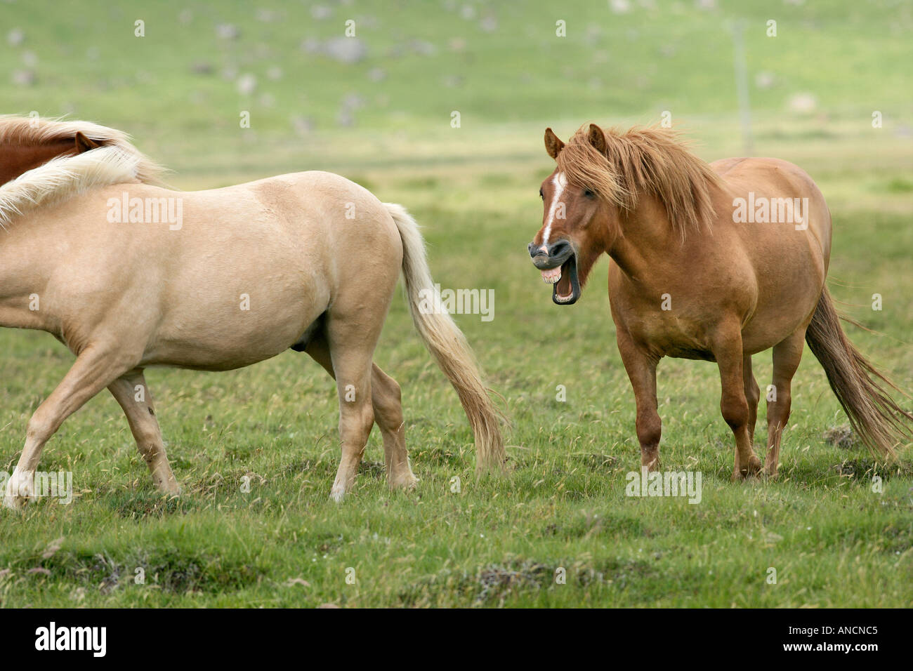 Cheval cheval Banque de photographies et d’images à haute résolution ...