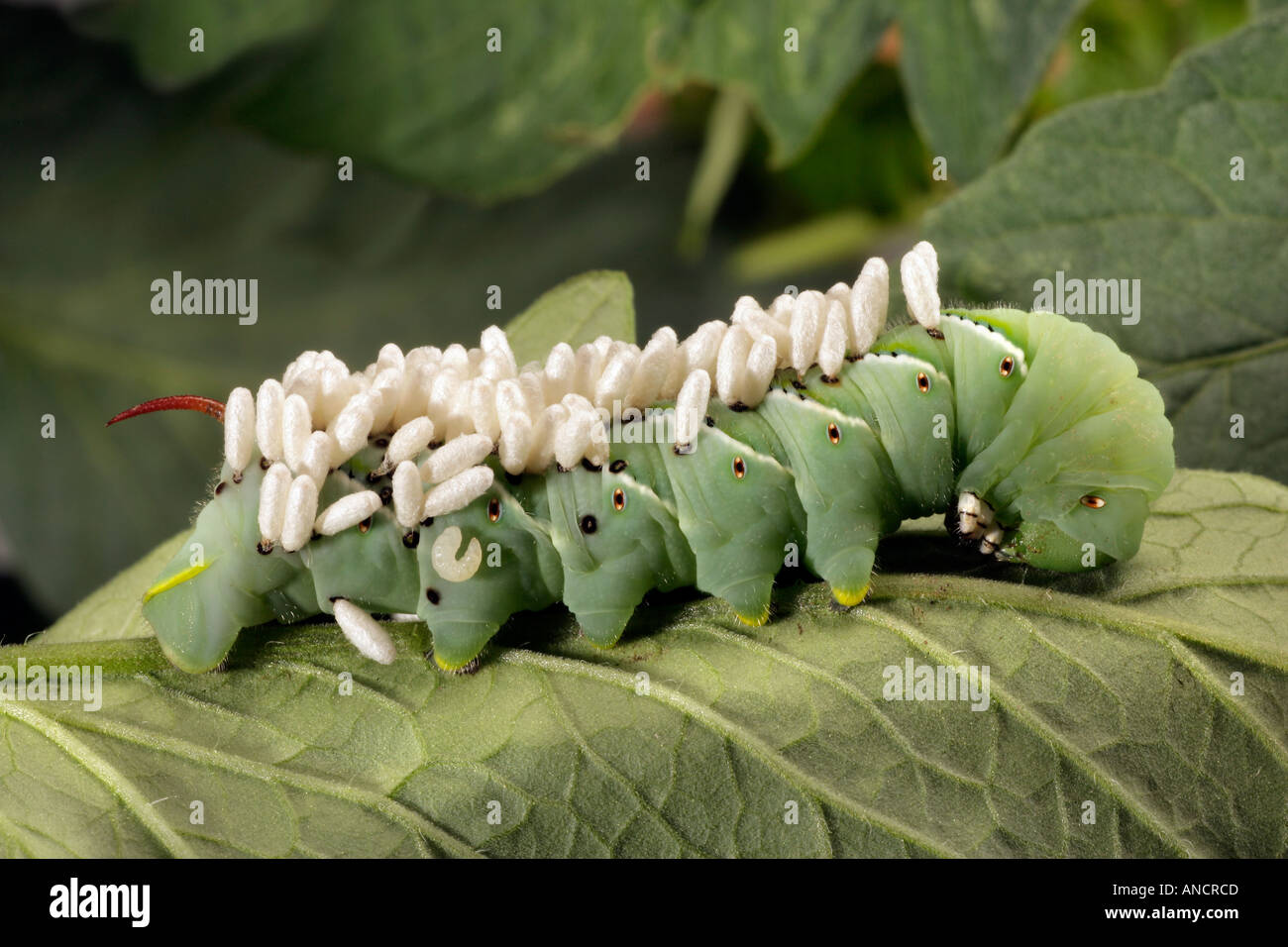 Parasite de la tomate Banque de photographies et d’images à haute ...