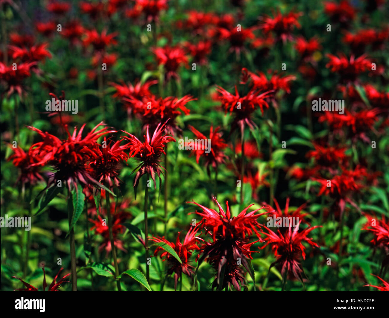 Fleurs de monarde Banque de photographies et d’images à haute ...