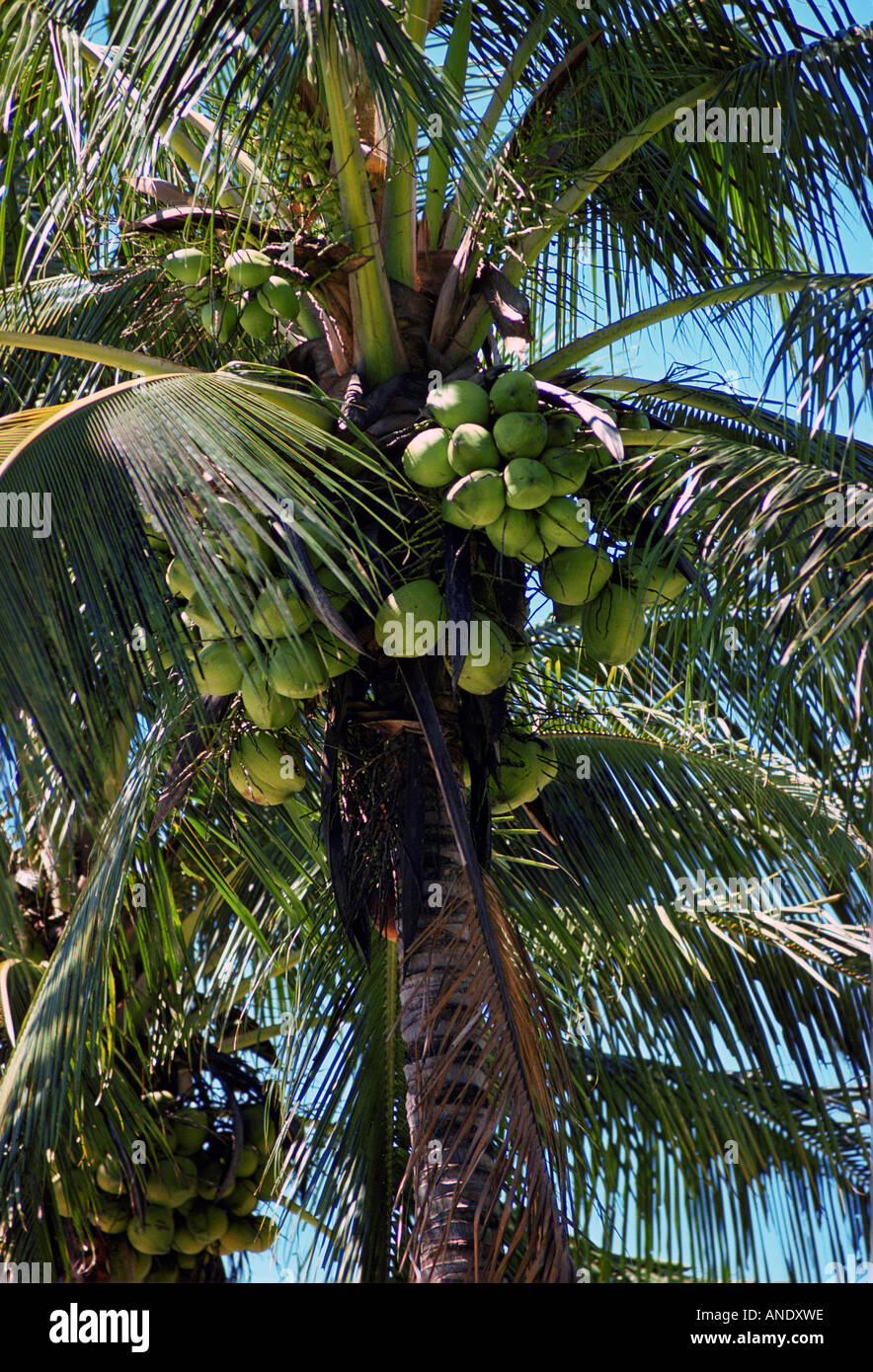 Cocotiers palmiers croissants Banque de photographies et d’images à ...