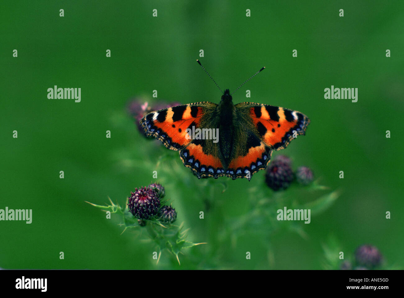 Les macrolépidoptères Banque de photographies et d’images à haute ...