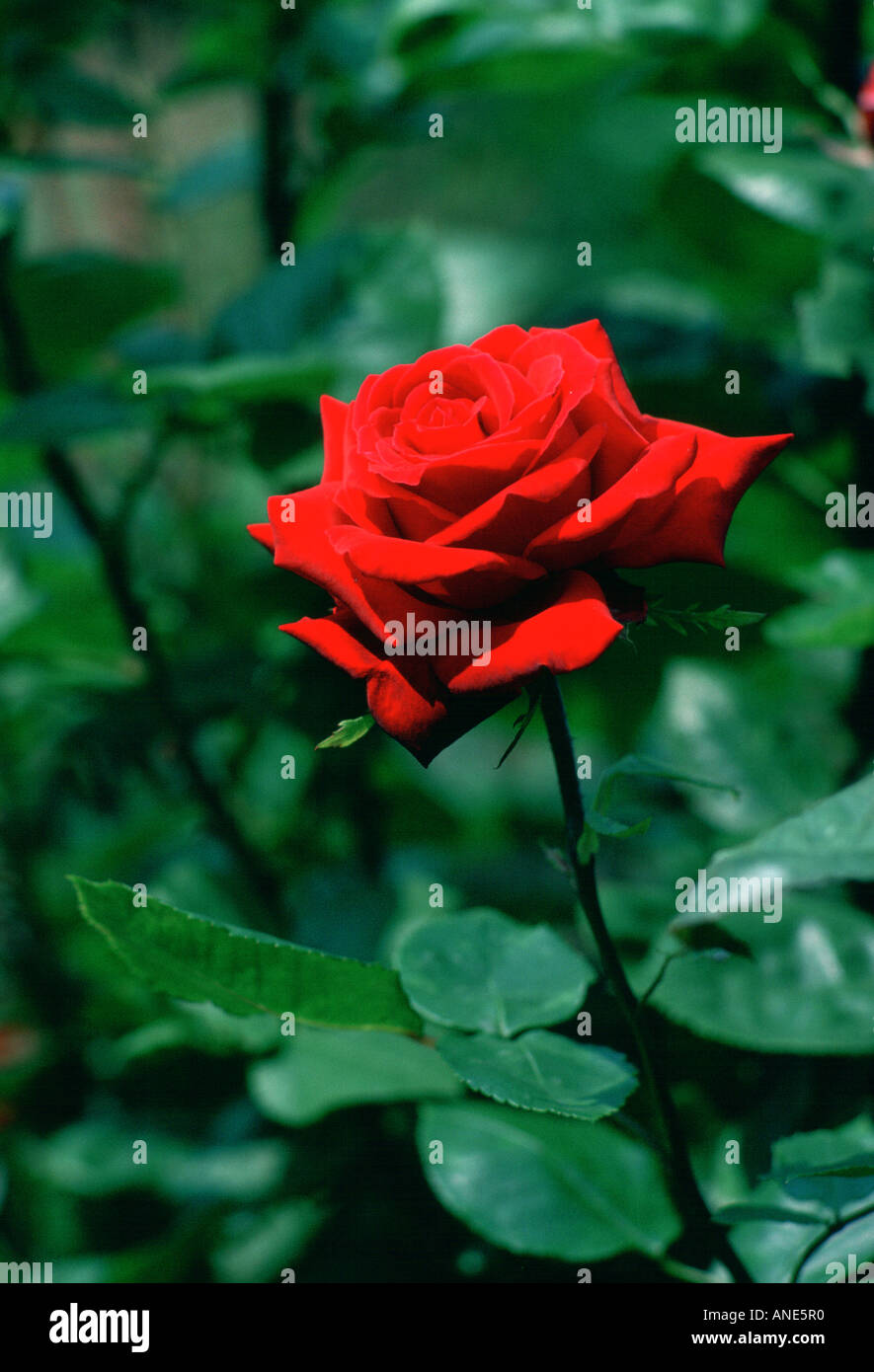 Longue tige avec des fleurs rouges Banque de photographies et d’images ...