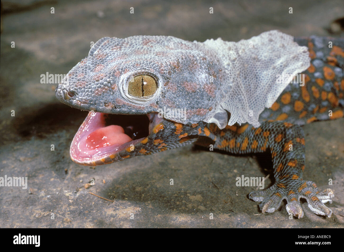 Gecko sri lanka Banque de photographies et d’images à haute résolution ...