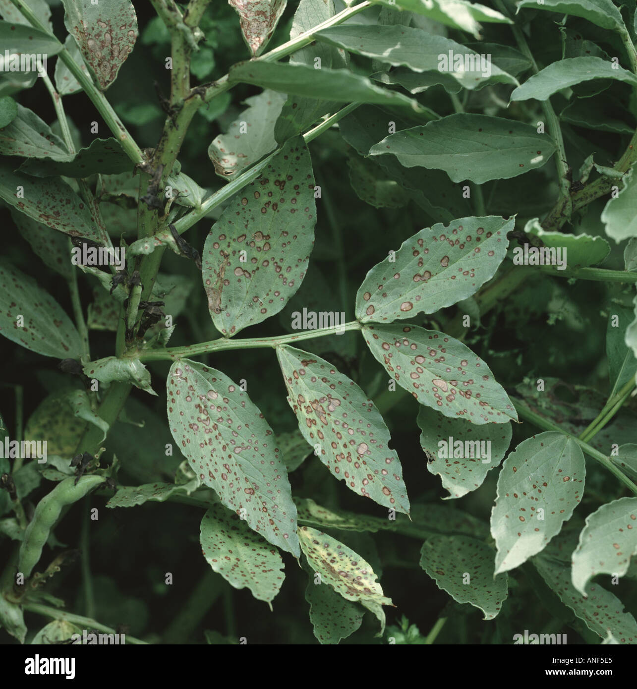 Spot Botrytis fabae chocolat lésions sur champ ou plantes de fève Vicia ...