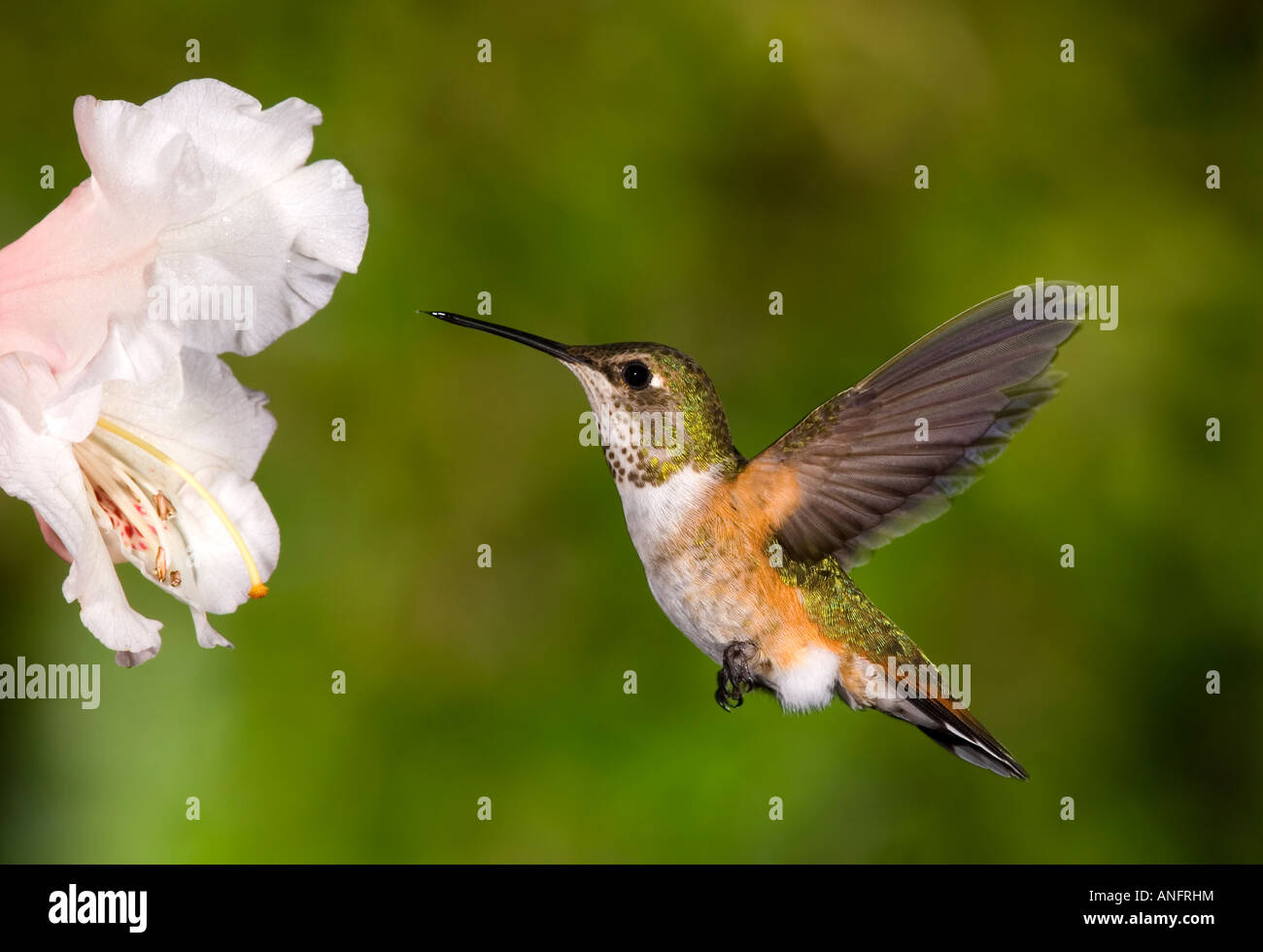Colibri roux, au Canada Photo Stock - Alamy