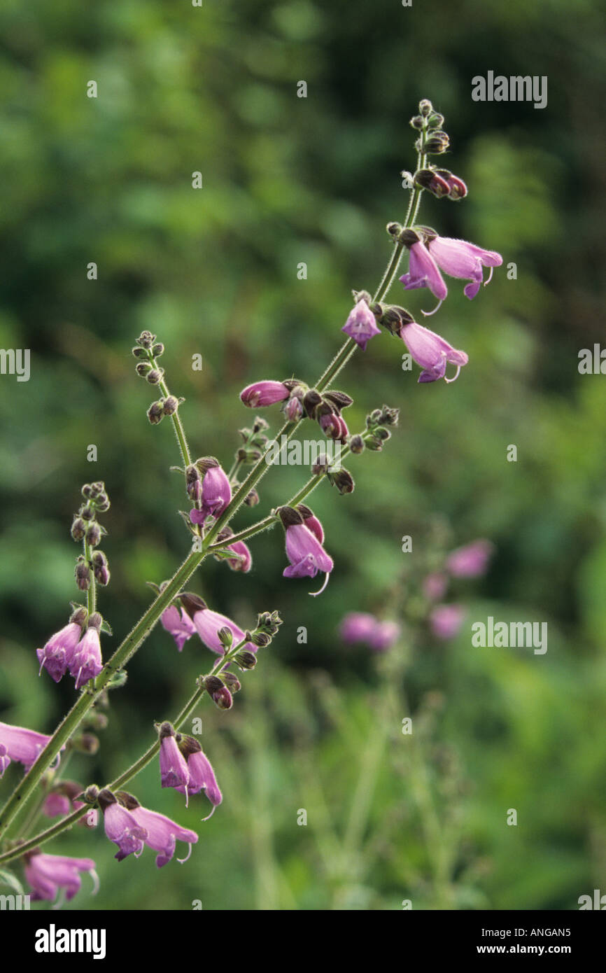 Salvia hians Banque de photographies et d’images à haute résolution - Alamy