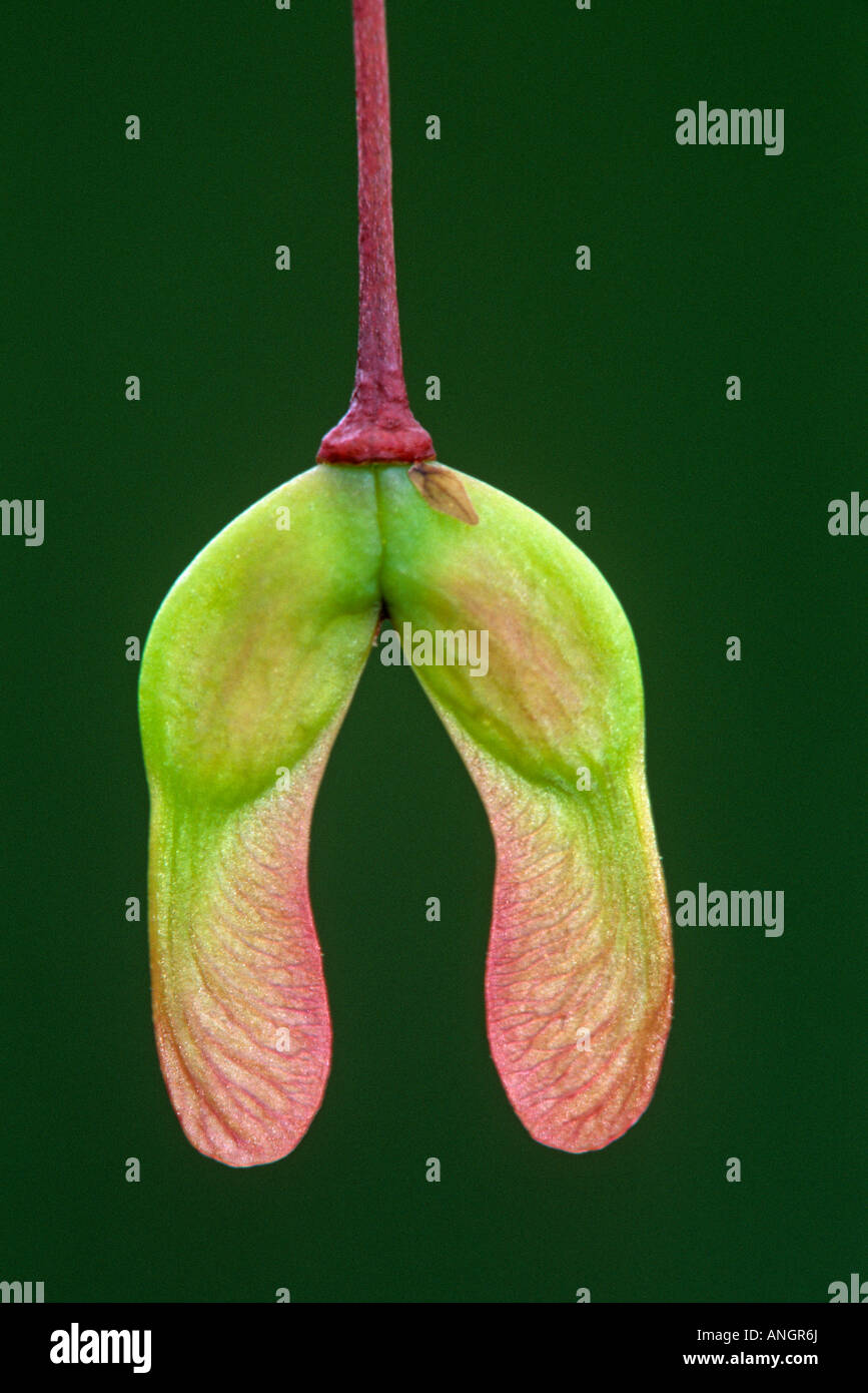 Fruit samara Banque de photographies et d’images à haute résolution - Alamy