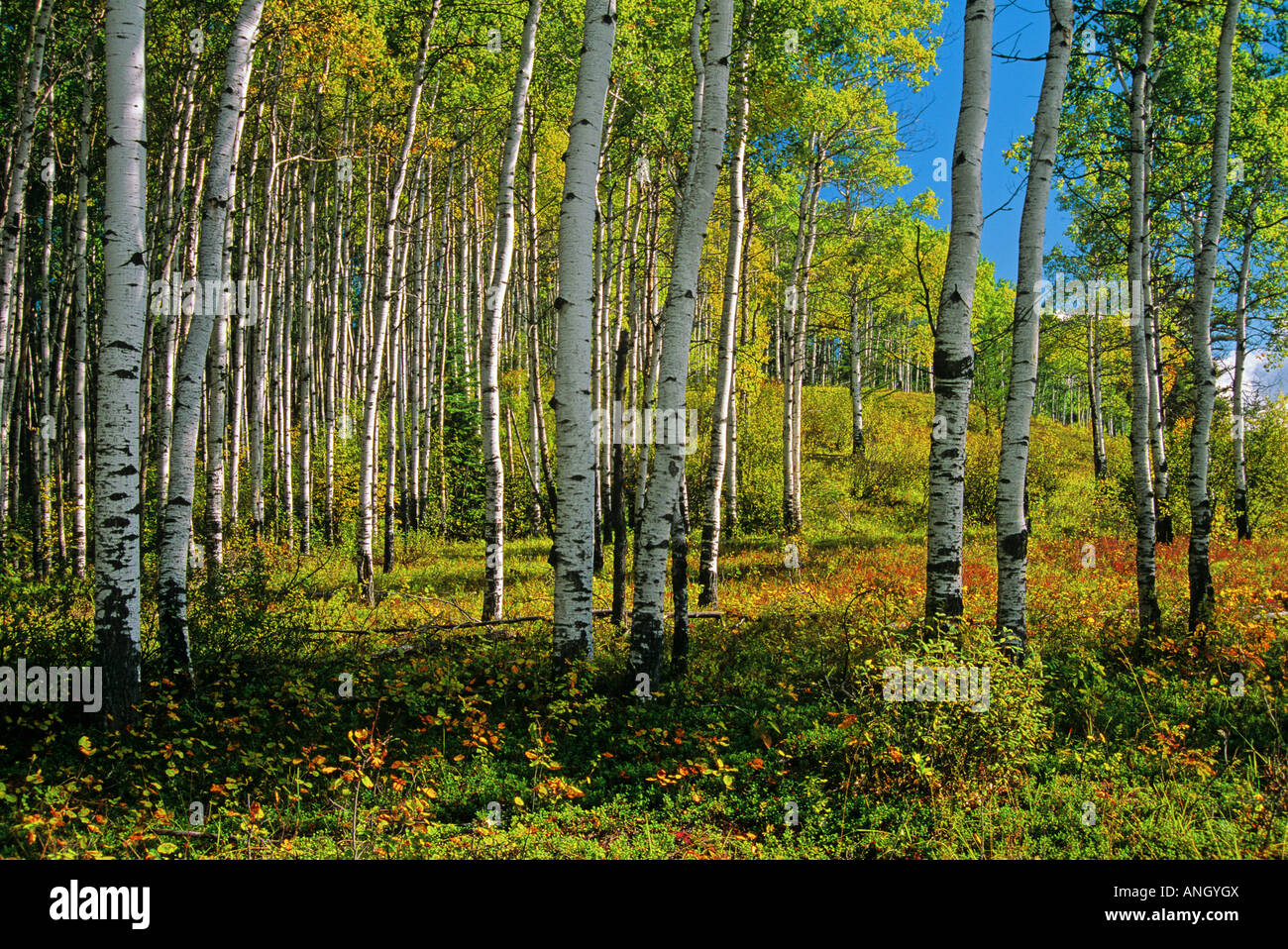 Prince adalbert Banque de photographies et d’images à haute résolution ...