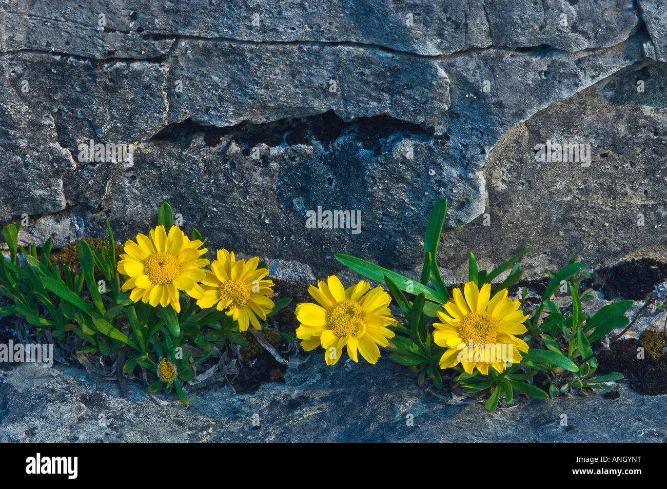 Marguerites au bord du lac Banque de photographies et d’images à haute ...