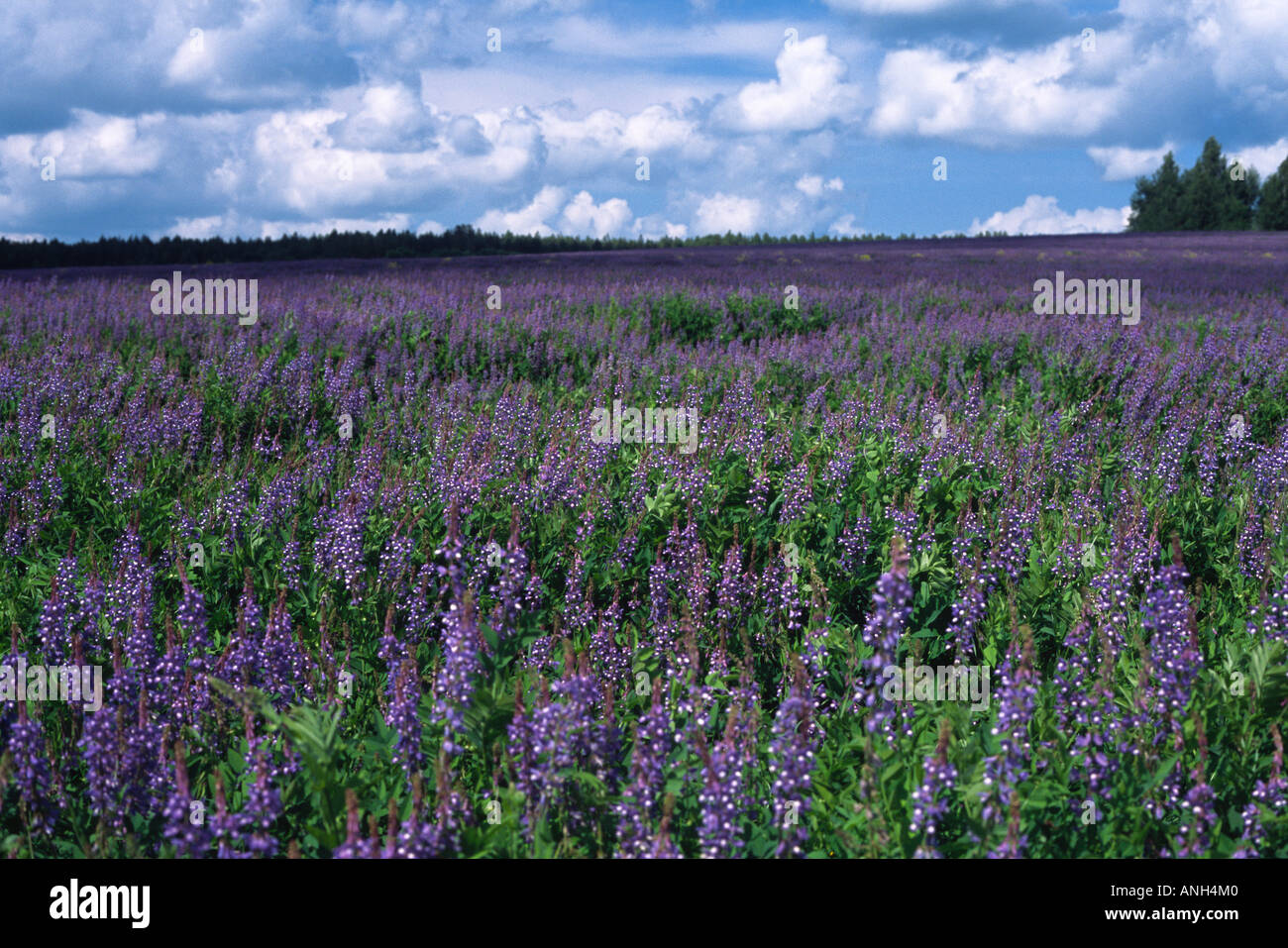 Lucerne Field Photos & Lucerne Field Images - Alamy