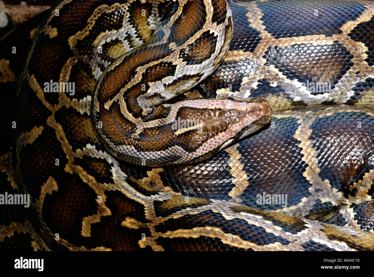 Serpents étrangleurs Banque de photographies et d’images à haute ...