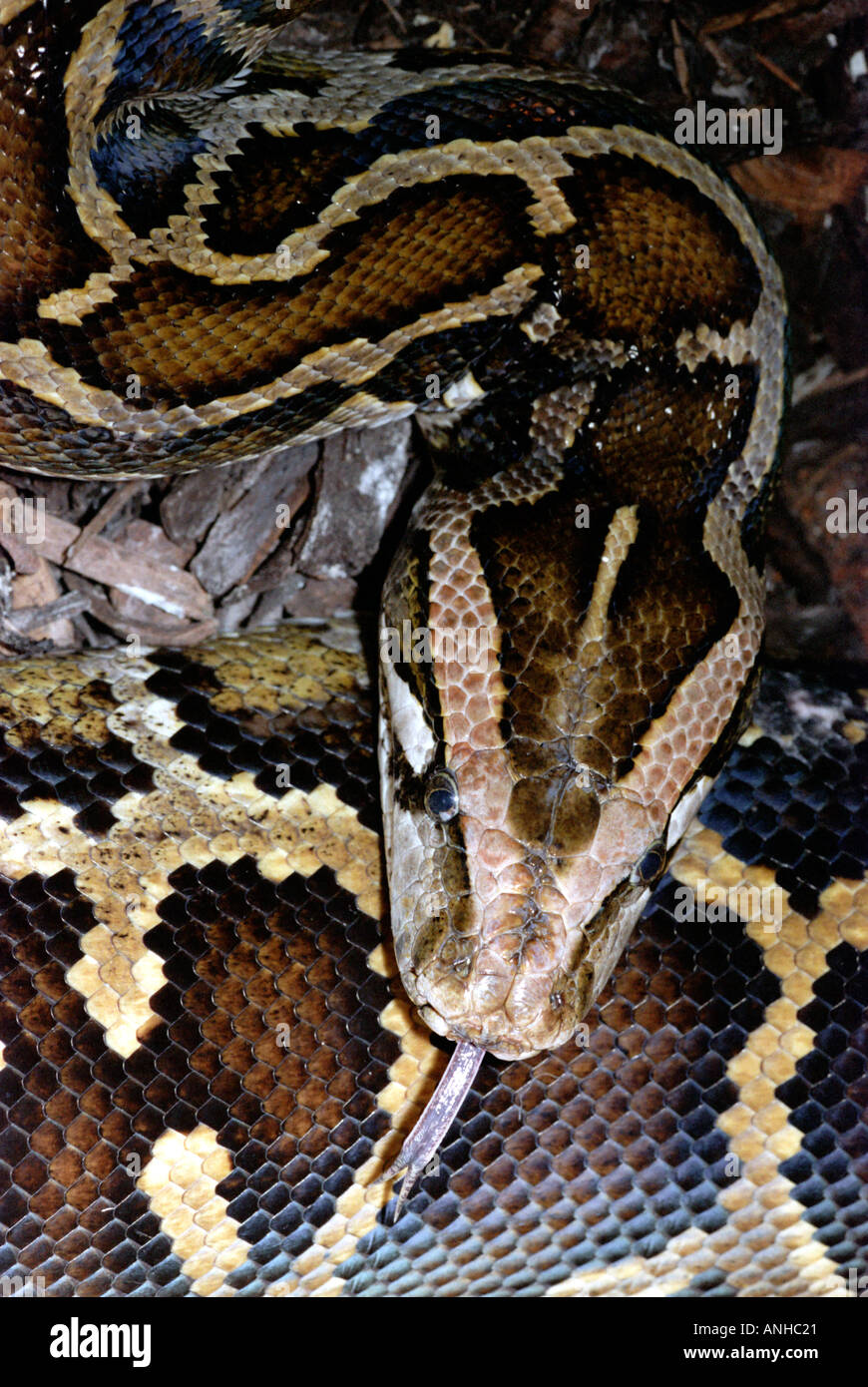 Serpents étrangleurs Banque de photographies et d’images à haute ...