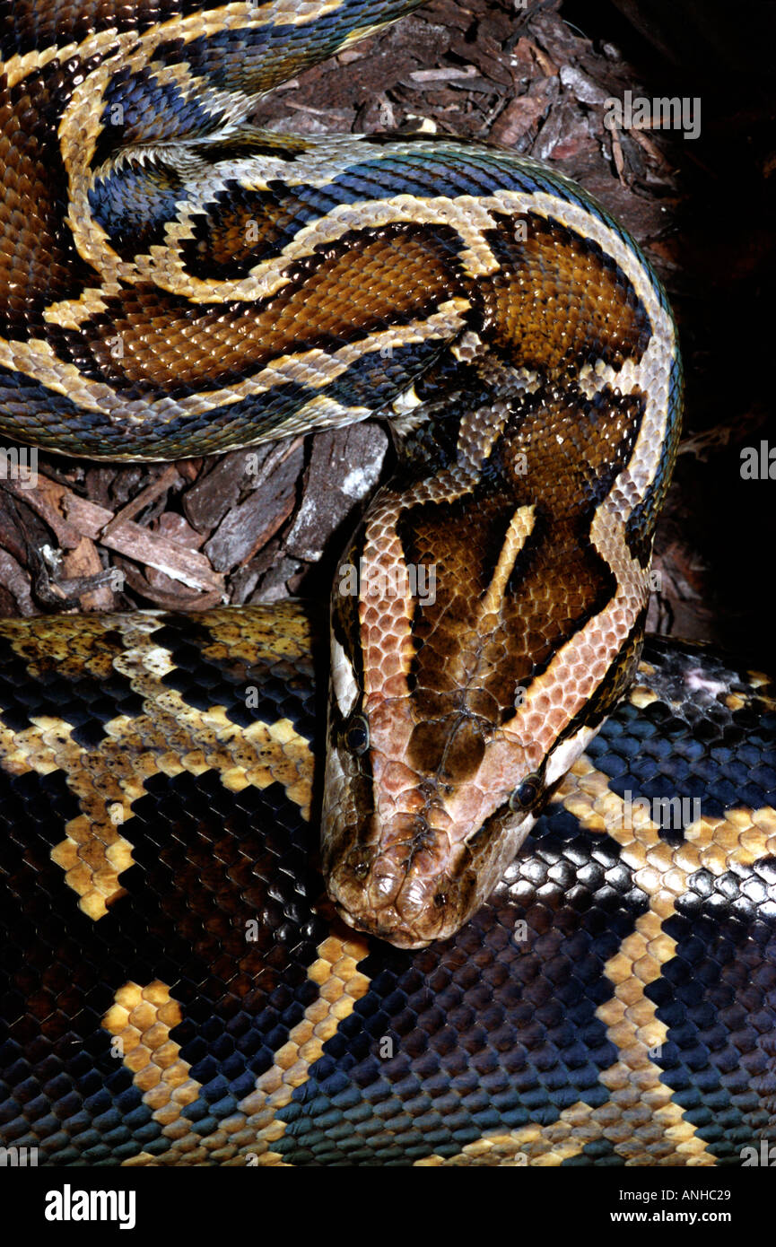 Serpents étrangleurs Banque de photographies et d’images à haute ...