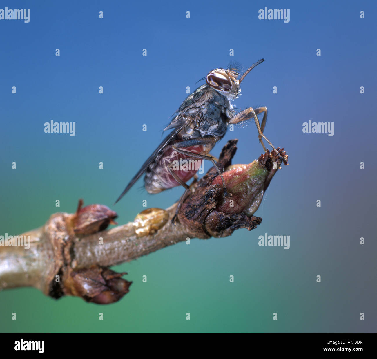 Tsetse fly Banque de photographies et d’images à haute résolution - Alamy