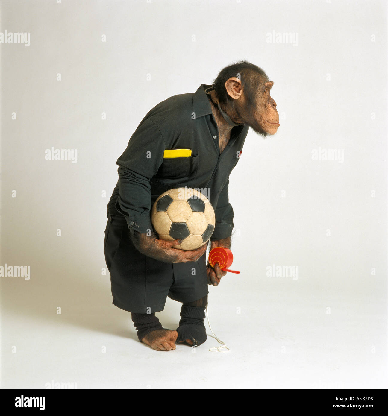Savanna chimpanzee standing cut out Banque de photographies et d’images ...