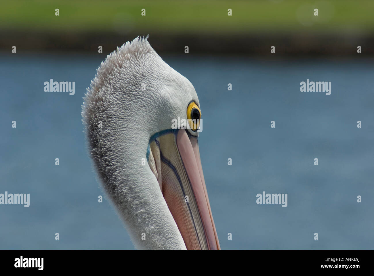 Pelican portrait Banque de photographies et d’images à haute résolution ...