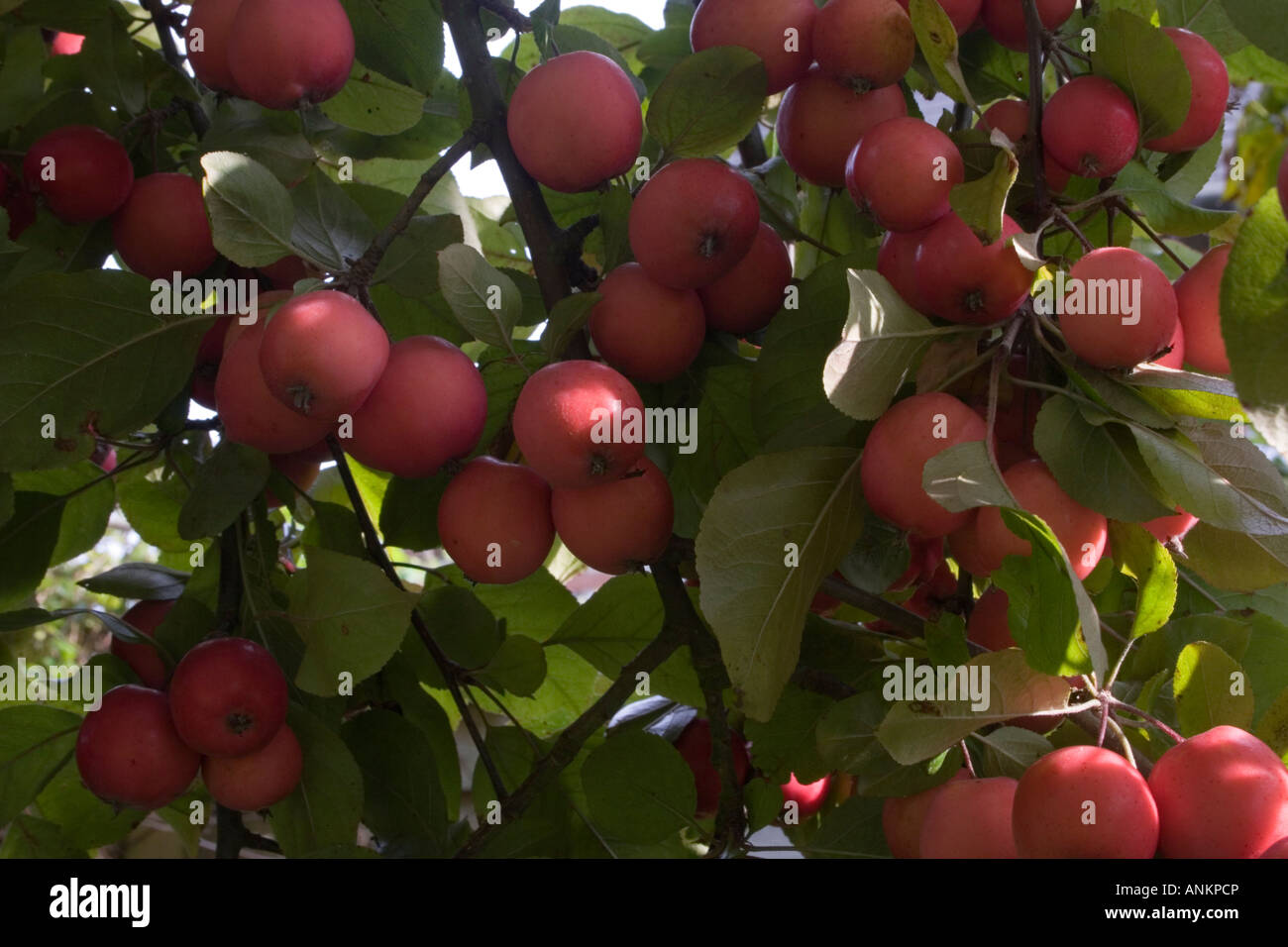 Arbre généalogique sur les pommettes Photo Stock - Alamy