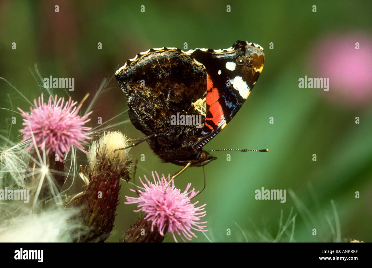 Vulcain Vanessa atalanta papillon se nourrit de chardon des champs ...