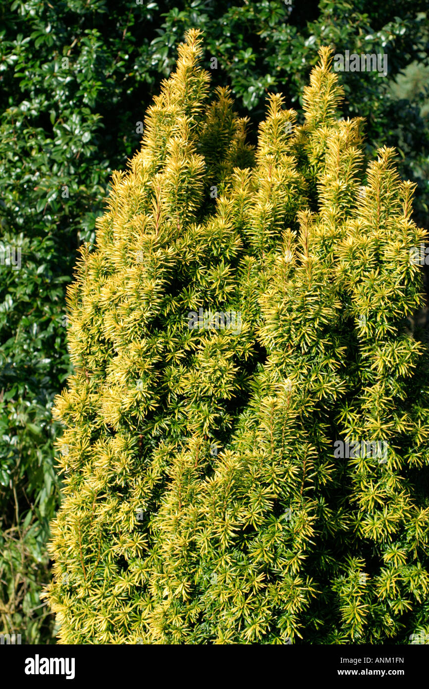 Taxus baccata standishii Banque de photographies et d’images à haute ...