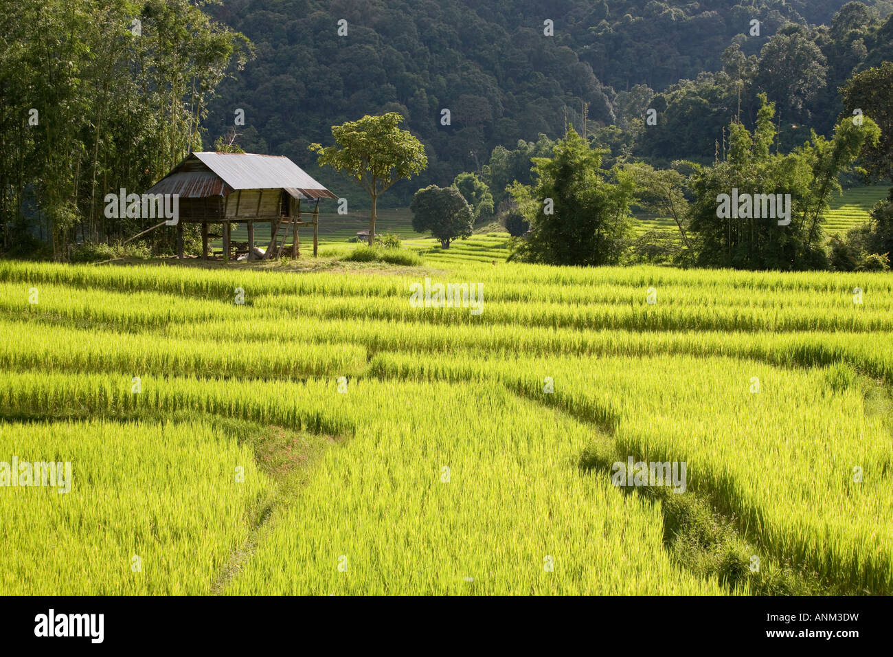 Culture du riz dans les plantations, abri agricole Asie champs de riz ...