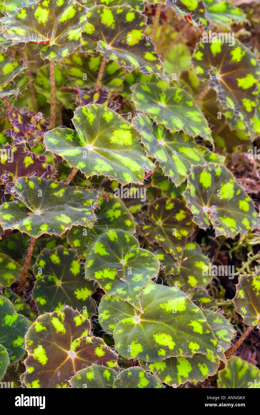 Bégonia tacheté Banque de photographies et d’images à haute résolution ...