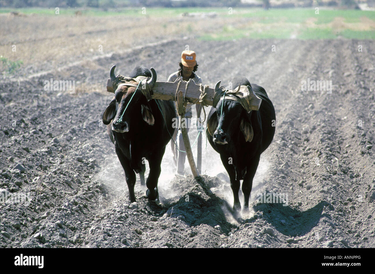 Agriculteur mexicain labourant Banque de photographies et d’images à ...