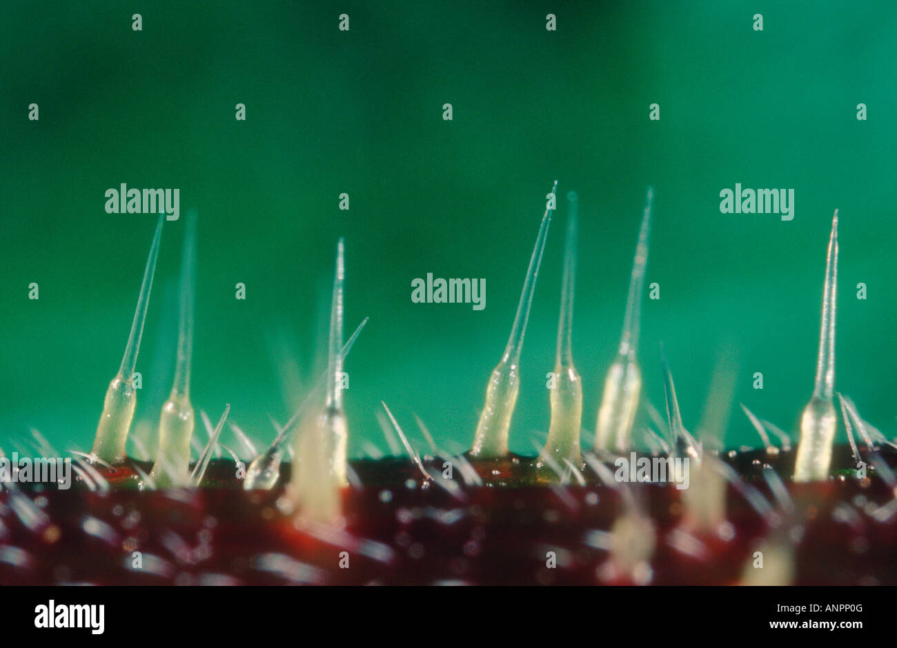 Urtica sp Banque de photographies et d’images à haute résolution - Alamy