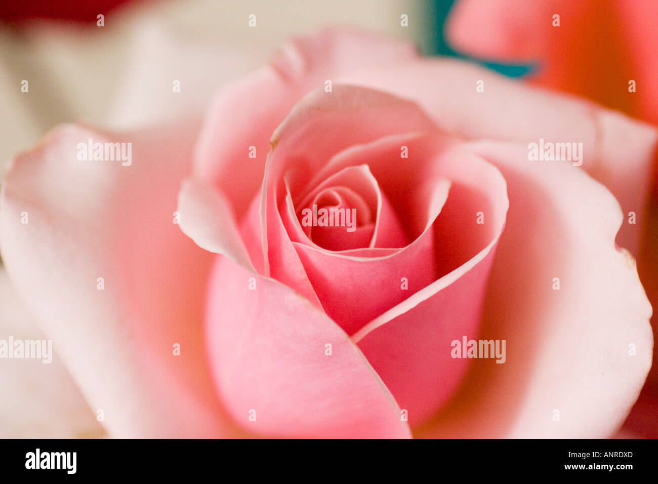 Floraison d'une seule fleur Banque de photographies et d’images à haute ...