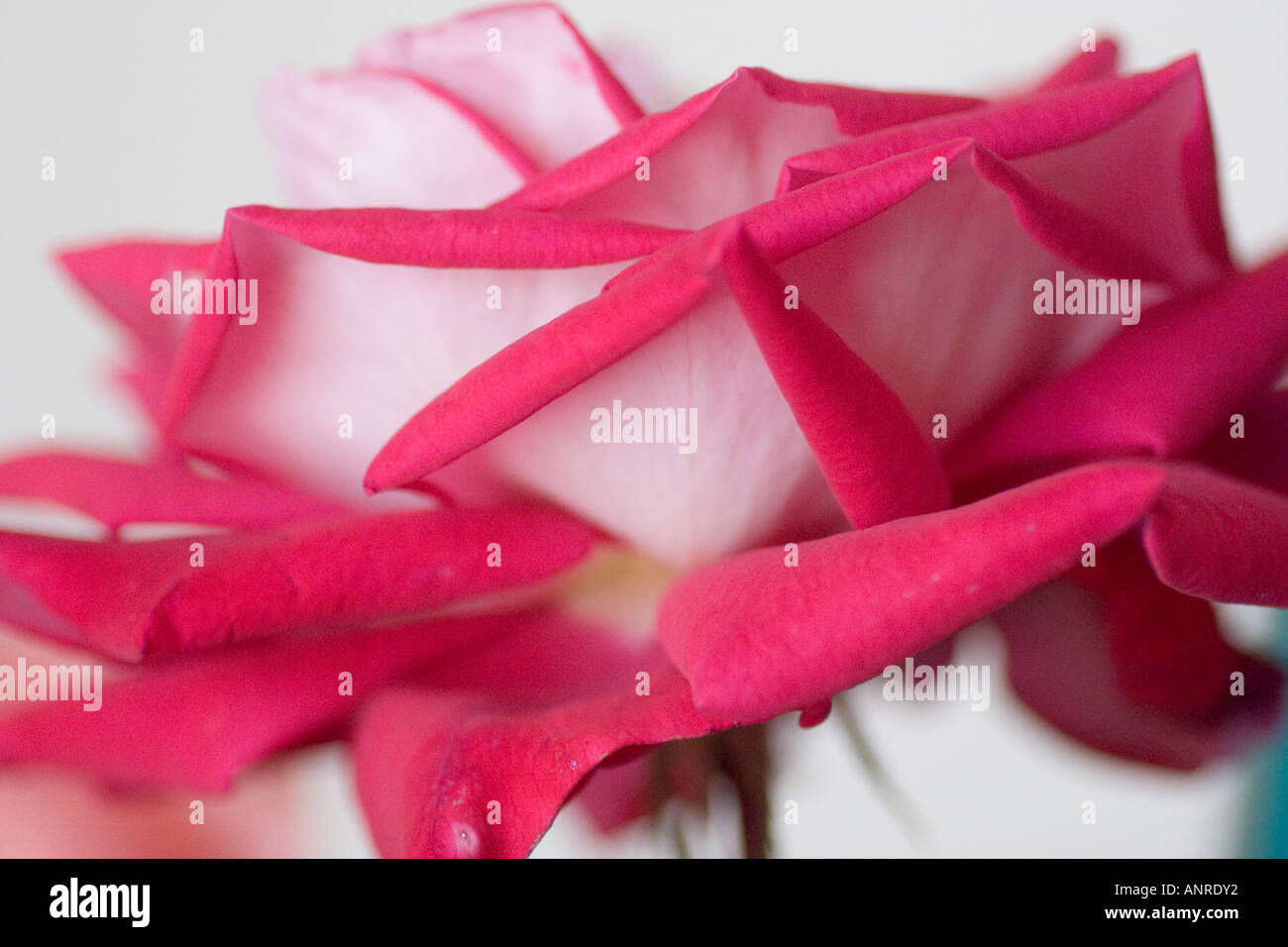 Floraison d'une seule fleur Banque de photographies et d’images à haute ...