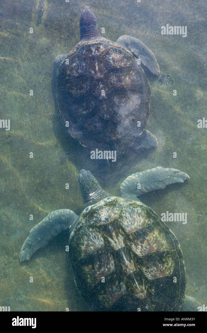 Les îles Caïmans, Grand Cayman, Cayman Grand Nord : les tortues de mer ...