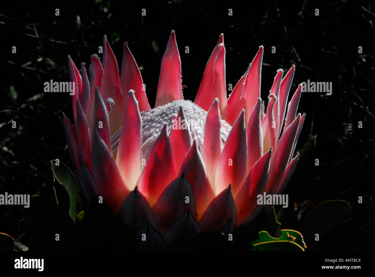 Photo:PROTEA Protea, Géant, fleur nationale d'Afrique du Sud. Cette ...