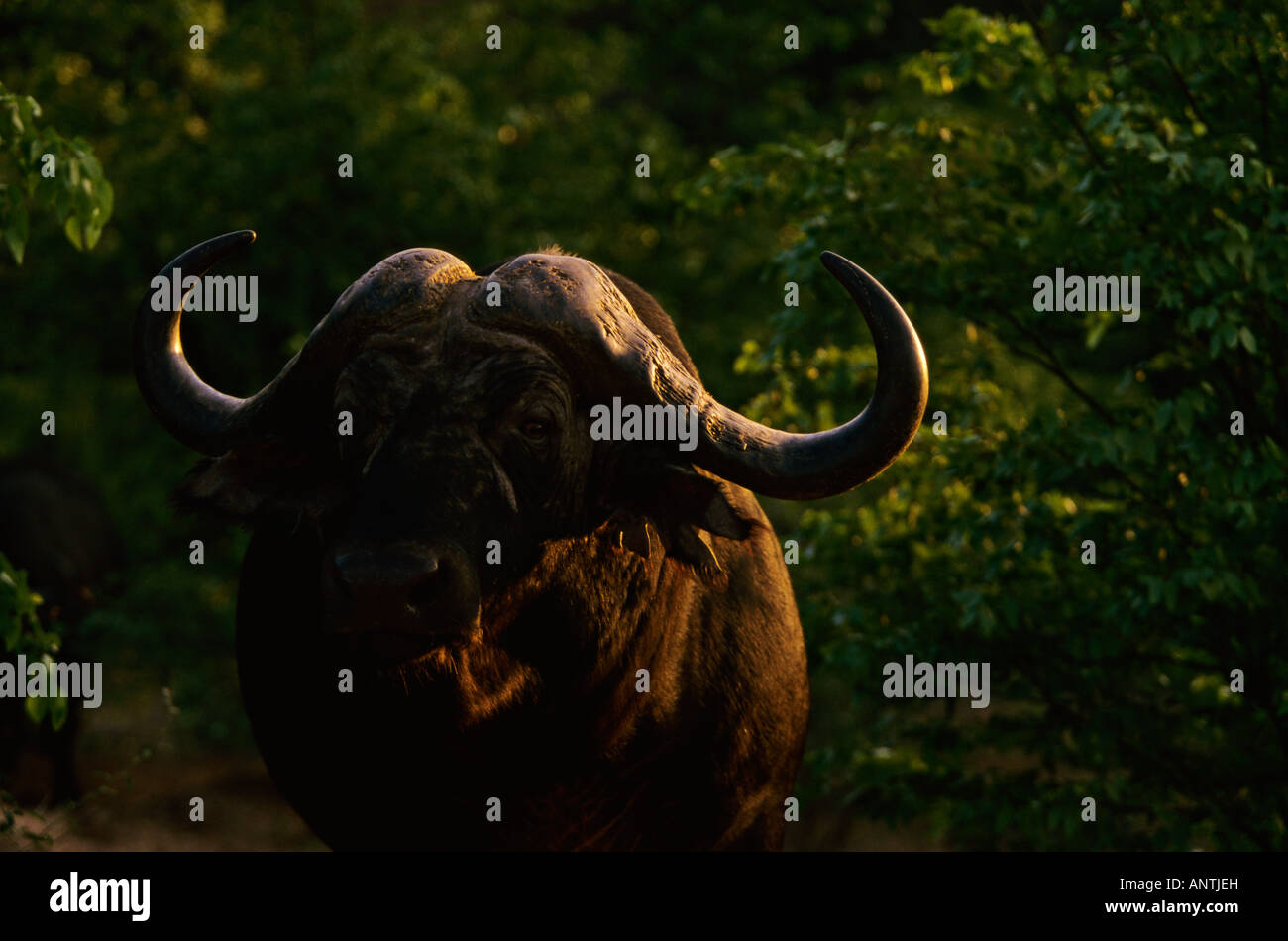 Buffle nain Banque de photographies et d’images à haute résolution - Alamy