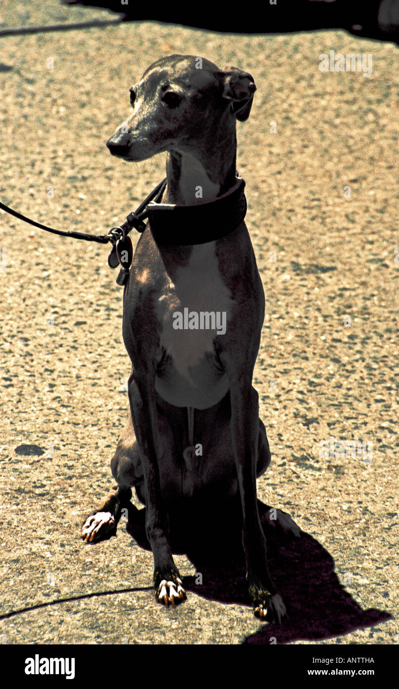 Chien lévrier assis Photo Stock - Alamy