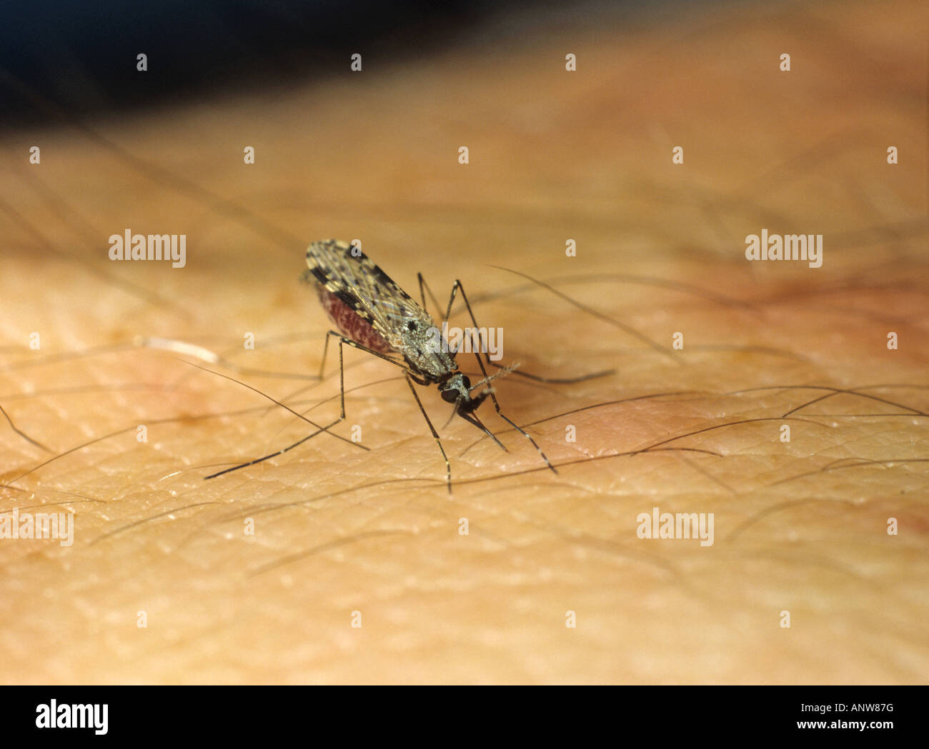Moustique femelle anophèle Banque de photographies et d’images à haute ...