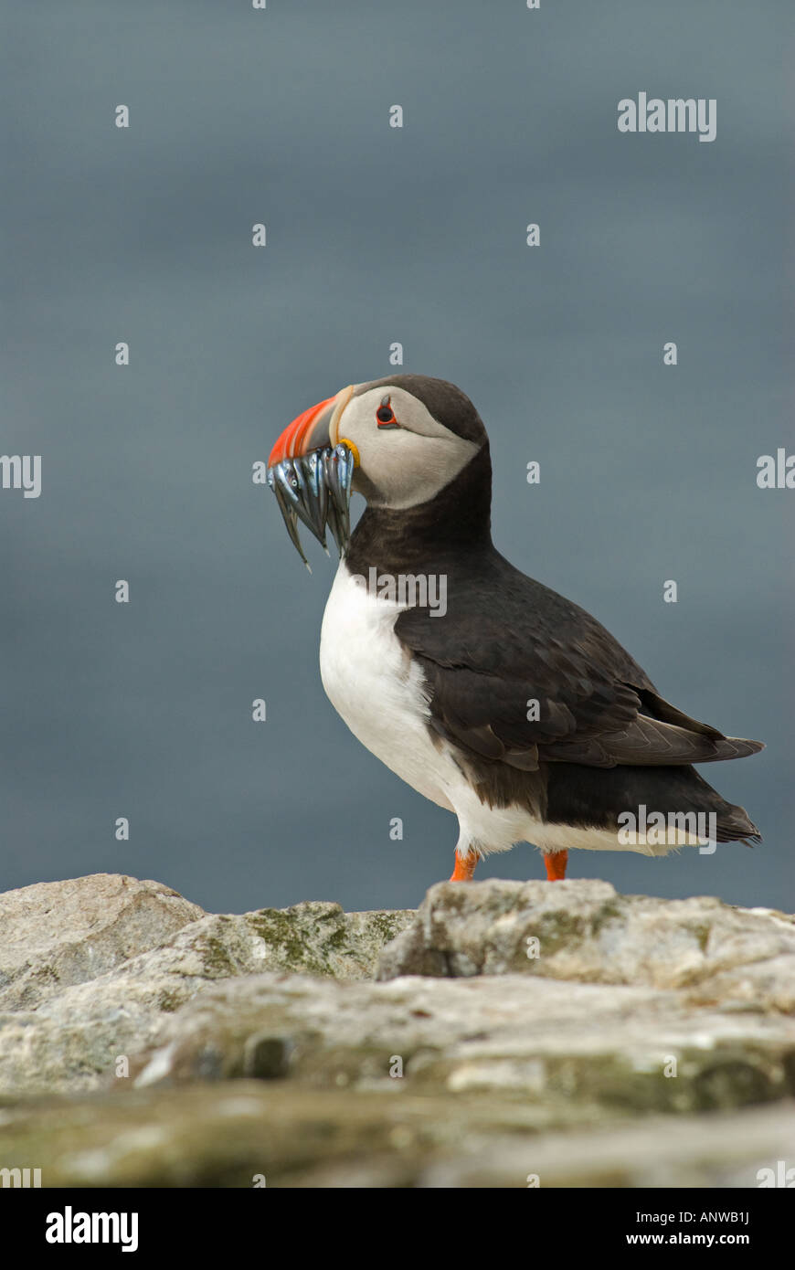 Fratercula arctica adulte macareux moine atlantique Banque de ...