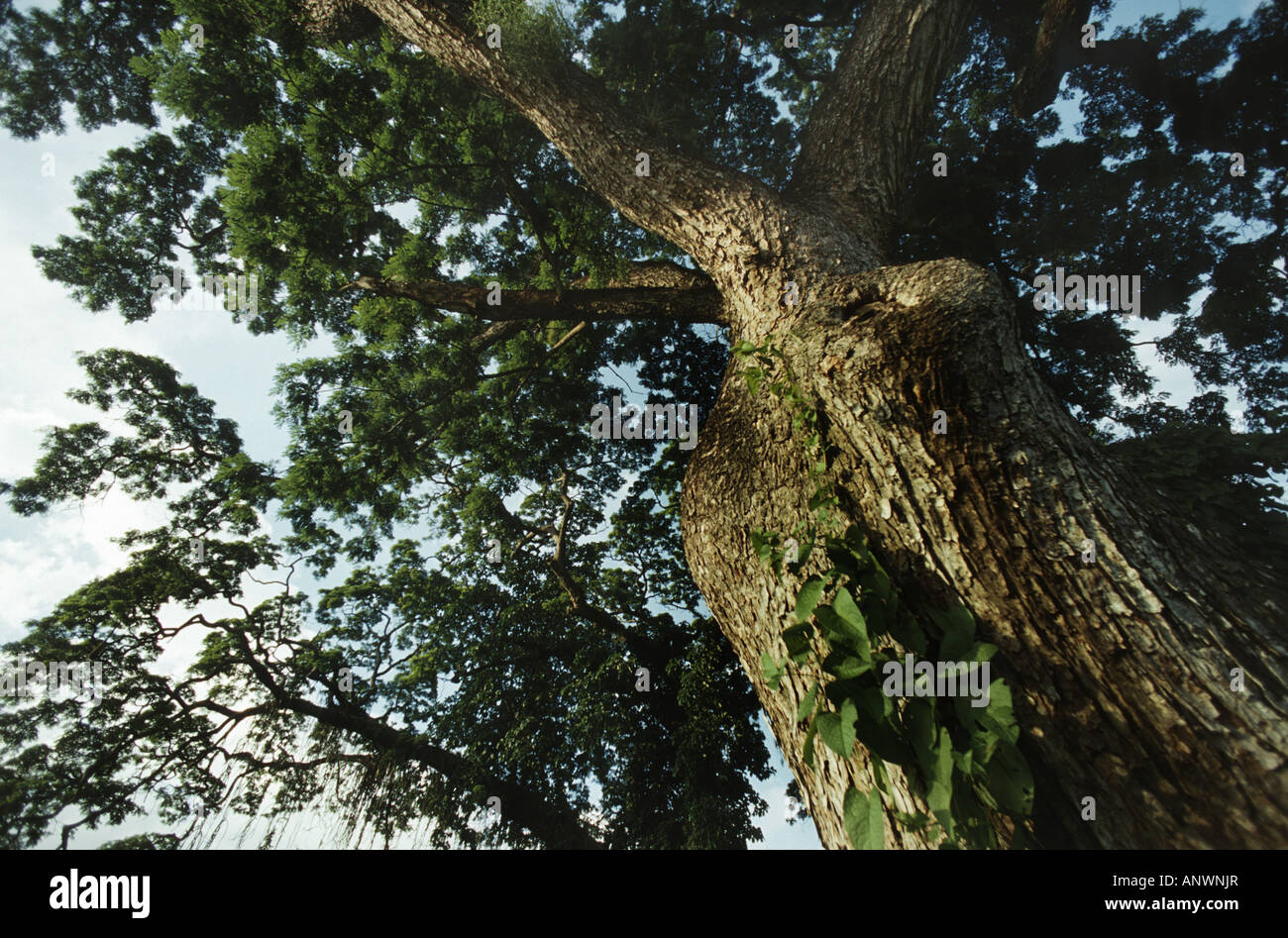 Monkey Tree Pod Pod, singe, Raintree, Rain Tree, cenizaro, vache ...