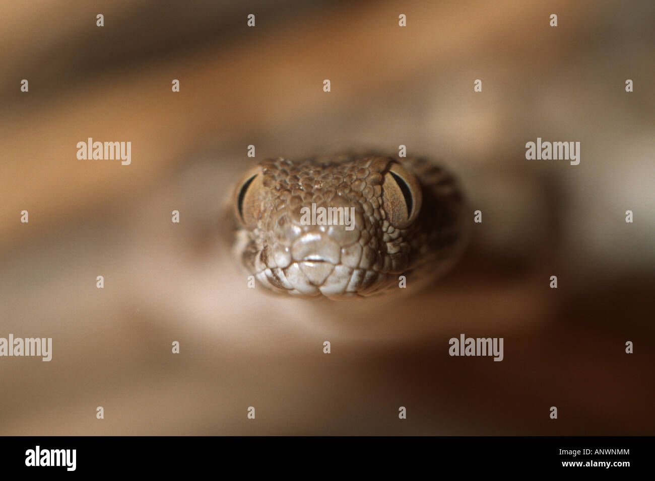 Australian mulga snake echis leucogaster Banque de photographies et d ...