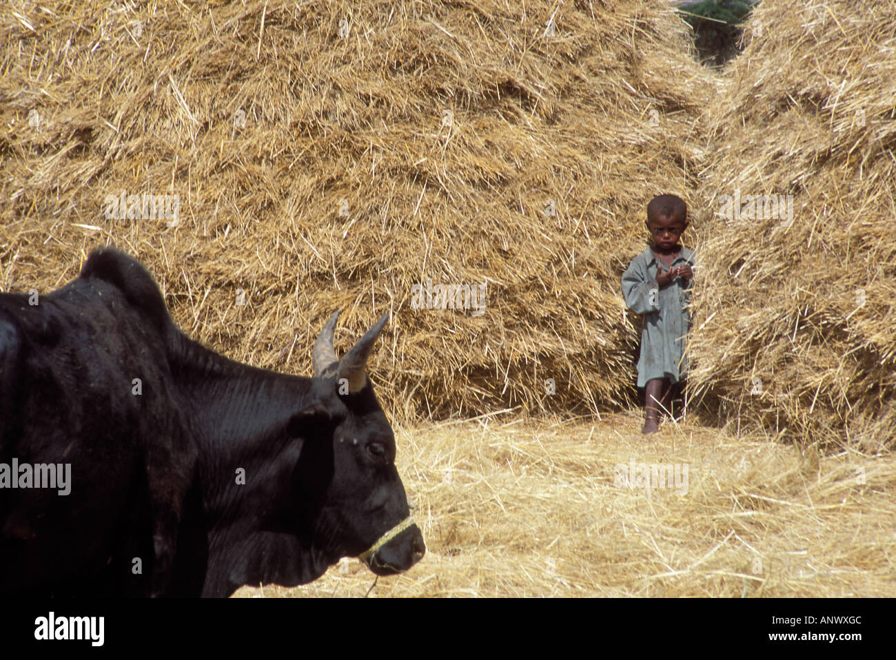 Addis oromo Banque de photographies et d’images à haute résolution - Alamy