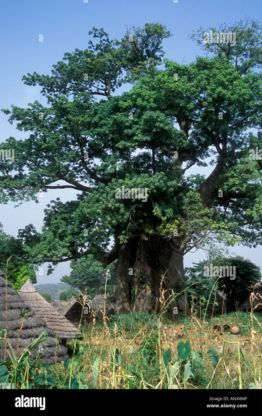 Fromager arbre Banque de photographies et d’images à haute résolution ...