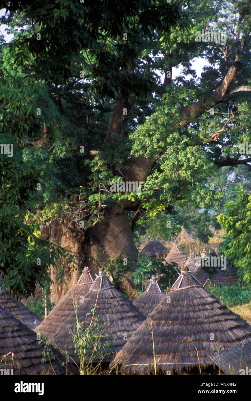 Arbre fromager sacré au centre de la village Bedik traditionnels d'Iwol ...